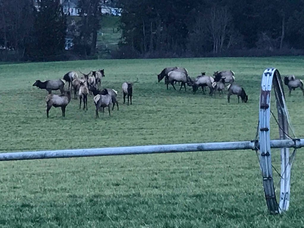 Sequim Elk Herd - Sheryl J. Payseno Burley